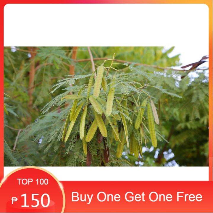 [Buy One Get One Free] Ipil Ipil Seeds ( approx 50 seeds ) Leucaena ...