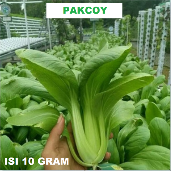 PAKCHOY - isi 3.300 biji / 10 Gram - HARGA GROSIR - COD- biji / bibit ...