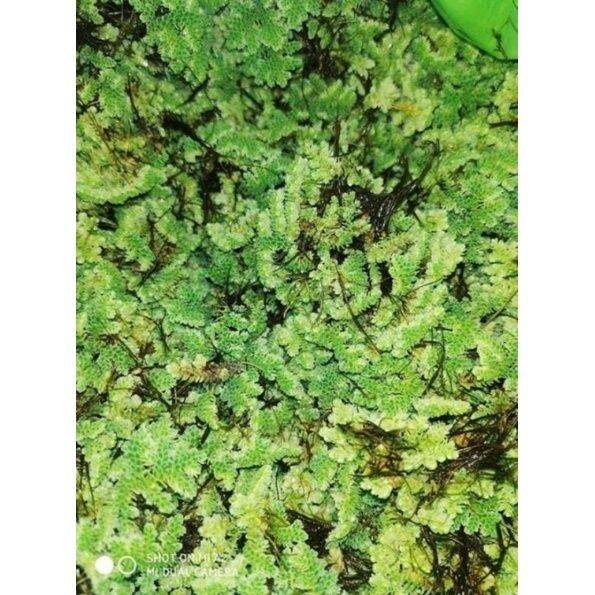 AZOLLA AQUATIC PLANTS 75 pesos per tub♥ | Lazada PH