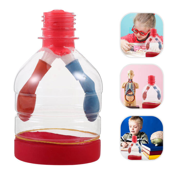 Loesywig Lung Breathing Model Kids Toys Display Respiratory System Body ...