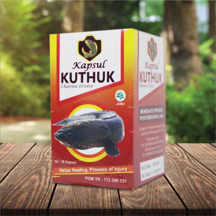 KAPSUL KUTUK Ekstrak Pro Albumin Ikan Kutuk - 5X Lebih Cepat Sembuh ...