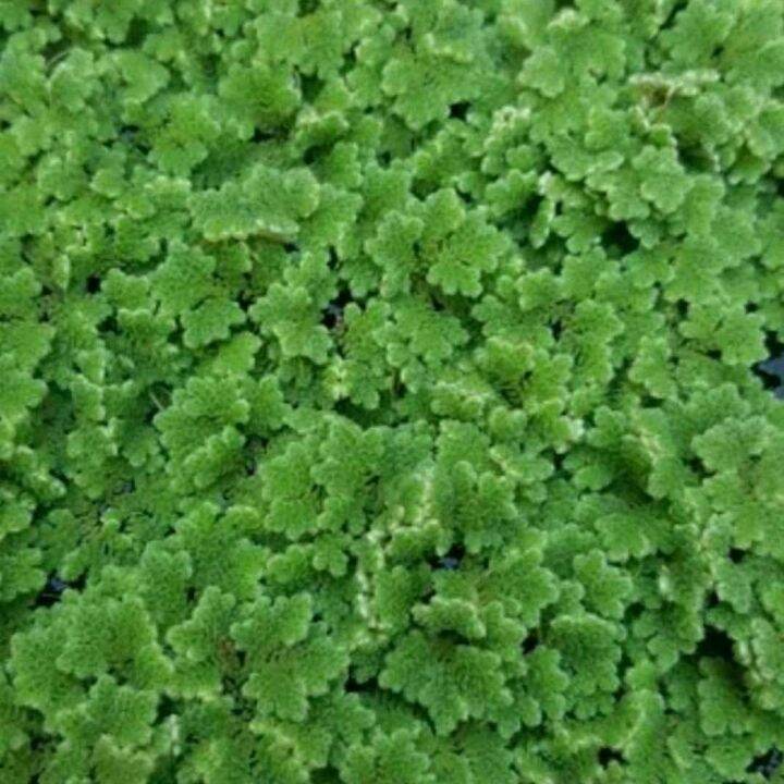 BIBIT AZOLLA 300 GRAM BENIH AZOLA MICROPYLLA | Lazada Indonesia