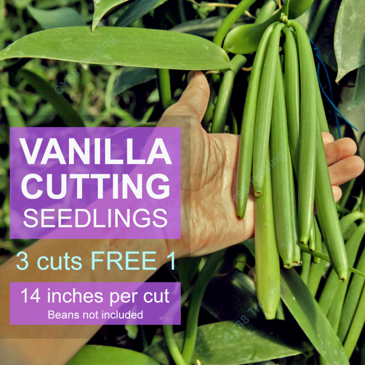 Vanilla Plant Cuts Seedlings Fresh Cuttings 14 inches Length Anak Pokok ...