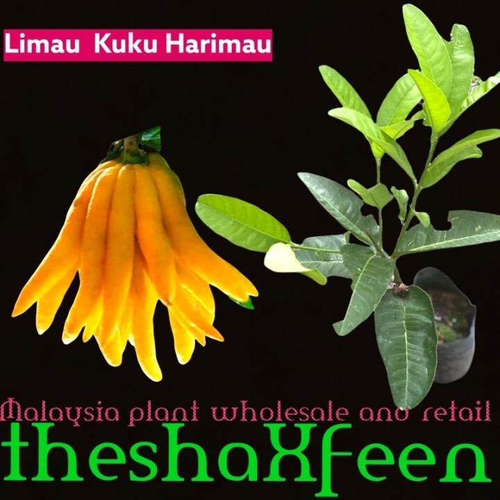 Pokok limau kuku harimau jari buddha theshaxfeen | Lazada
