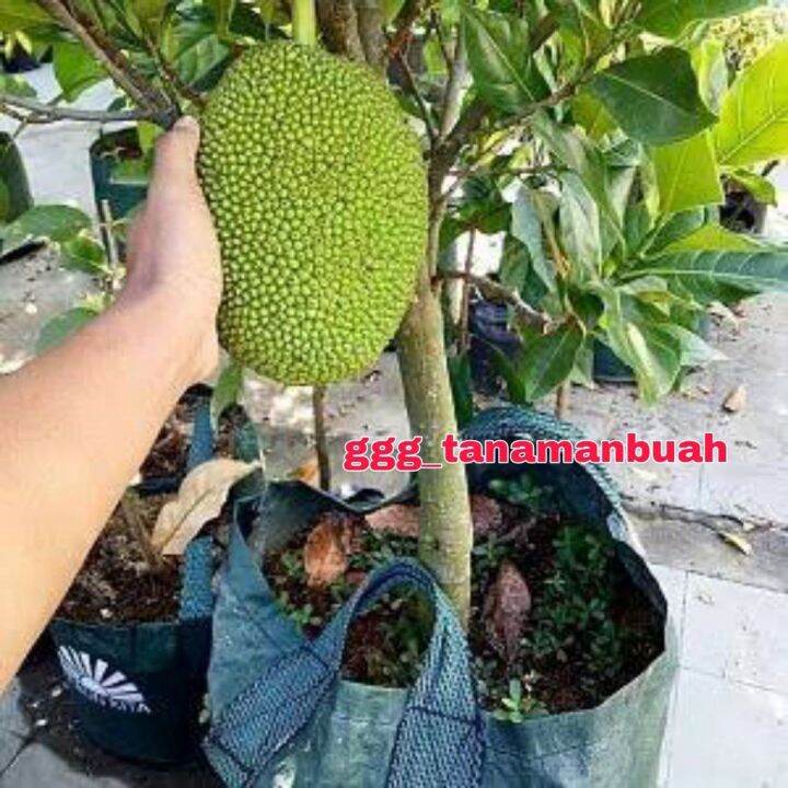 Bibit Nangka Bulat Jumbo | Lazada Indonesia