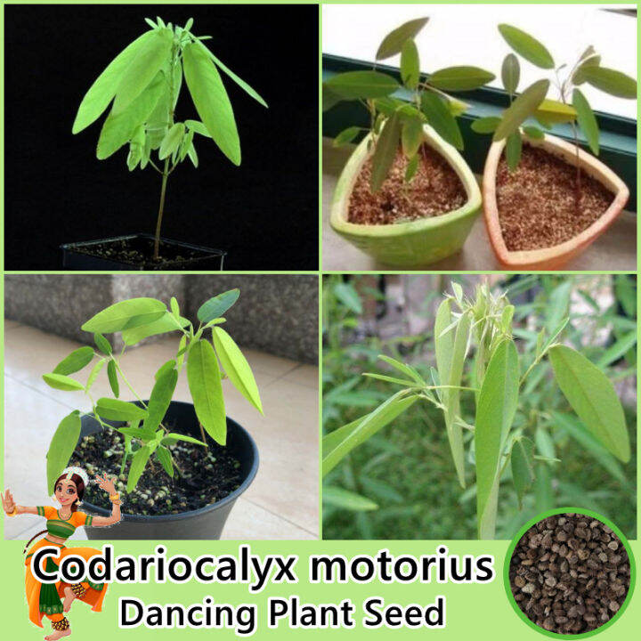 [Fast Delivery] 200pcs Dancing Grass Seed (Codariocalyx motorius Plants ...