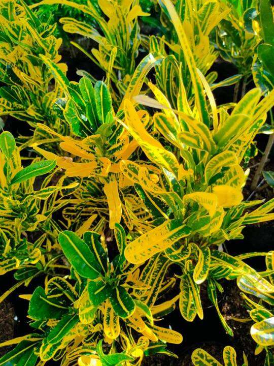 Croton Pure Yellow Lace ( Rare Crotons) with FREE white plastic pot ...