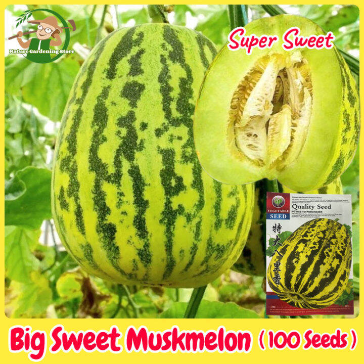 Fresh Organic Super Sweet Big Muskmelon Seeds for Planting (100 Seed ...