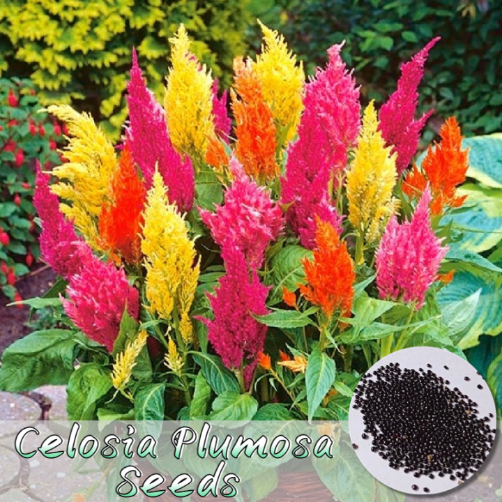[100% Original] Celosia Plumosa Seeds for Planting (Mixed Color 150 ...
