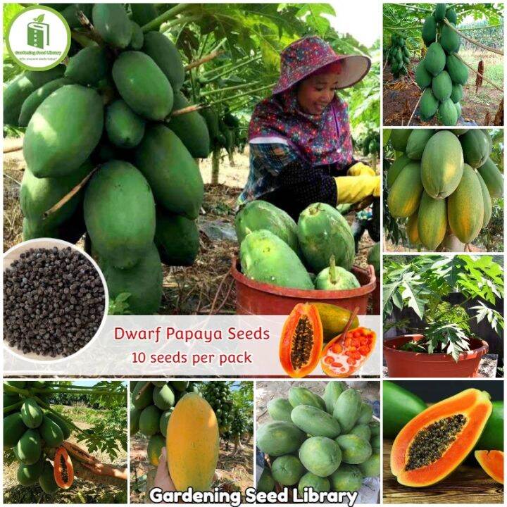 Easy to grow...Dwarf Papaya Seeds (OPV) Heirloom Variety - 50seeds ...