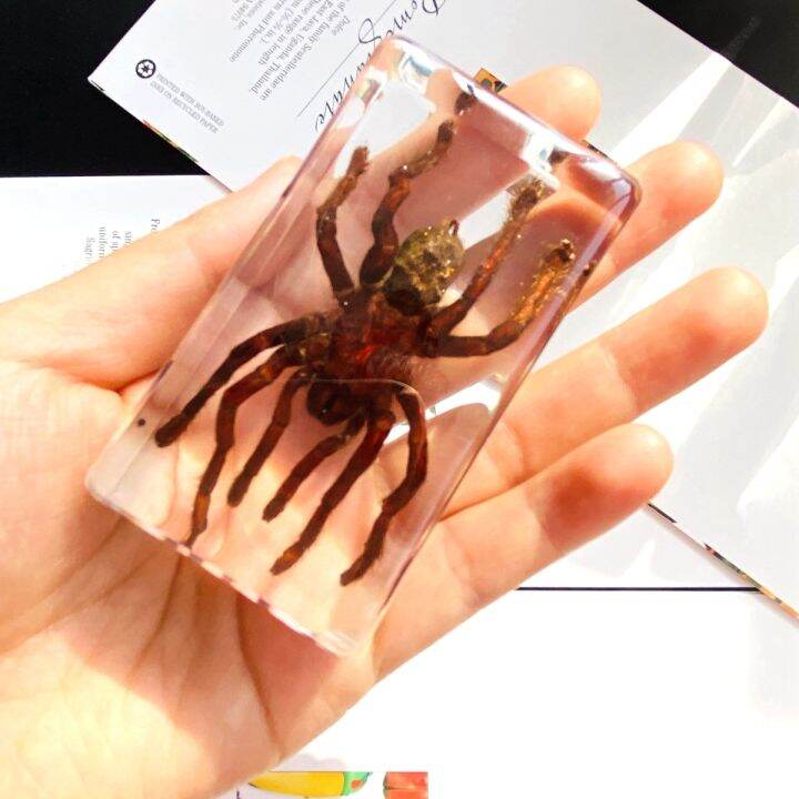 New real insect resin specimen bird-eating spider animal amber ...