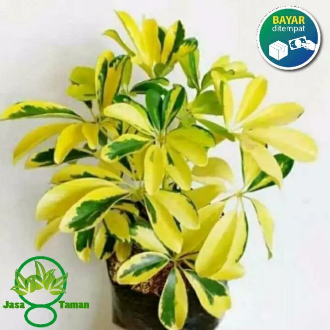 pohon wali songo kuning/Tanaman hias wali songo | Lazada Indonesia