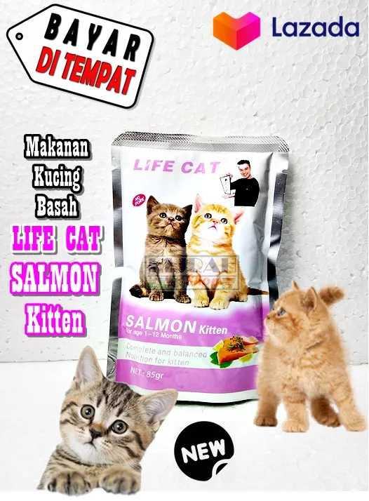Makanan Anak Kucing Pakan Anak Kucing Makanan Kitten Makanan Kucing ...