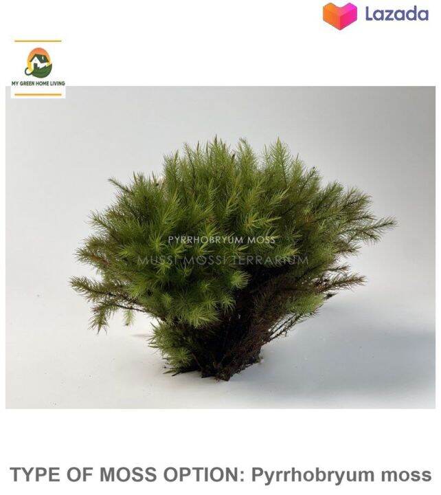 Lumut Hidup Special /rare Moss/special Moss Sample Kit For Beginners ...