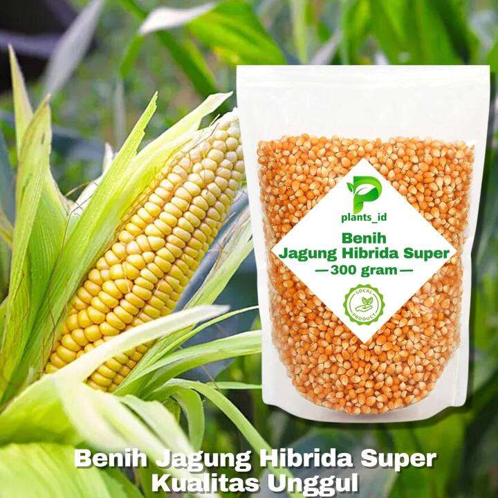 Benih Jagung Hibrida Super | Lazada Indonesia