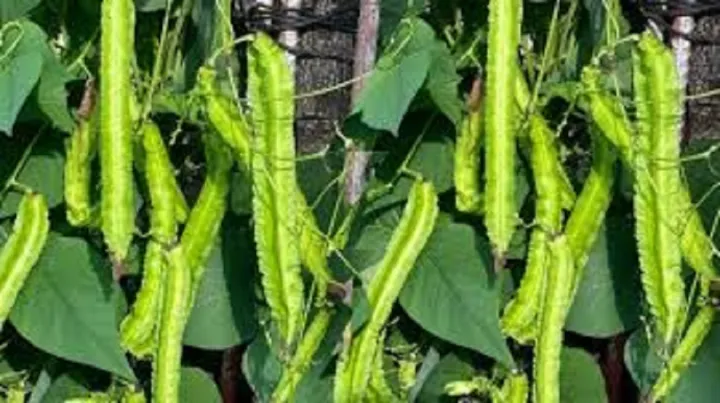 SIGARILYAS SEED`S A FOOTLONG VARIETY (WINGED BEANS) | Lazada PH