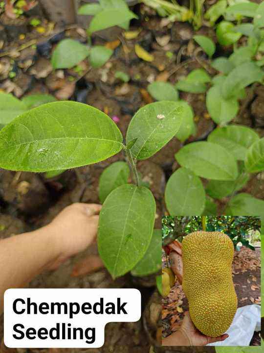 EPS Cut 00000627 Artocarpus integer / Chempedak / Cempedak Seeds ...