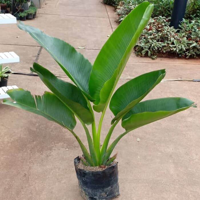 Tanaman Hias Pisang Kipas Bibit Pisang Kipas Lazada Indonesia