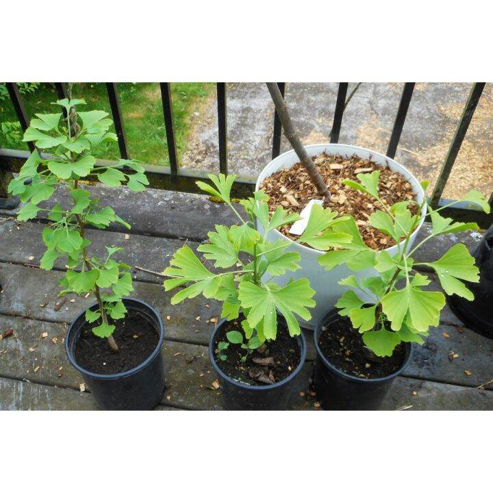 linbei/ Gingko Tree Seeds #TR31 High germination Flower Seeds like our ...