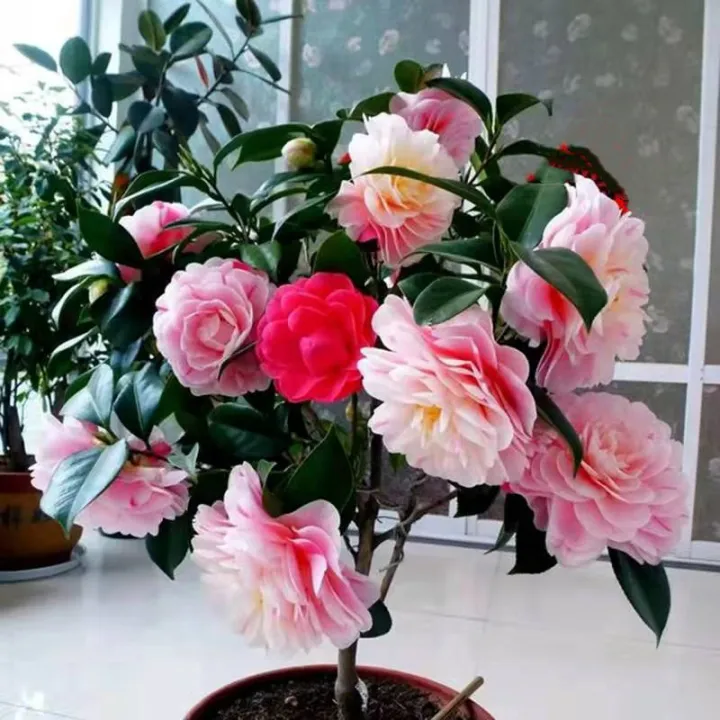 [Fast Germination] Camellia Flower Seeds Potted Gardening Flower Seeds ...