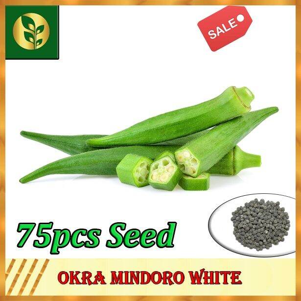 Kalidad ng ginto ng puting buto ng Okra 50 | Lazada PH