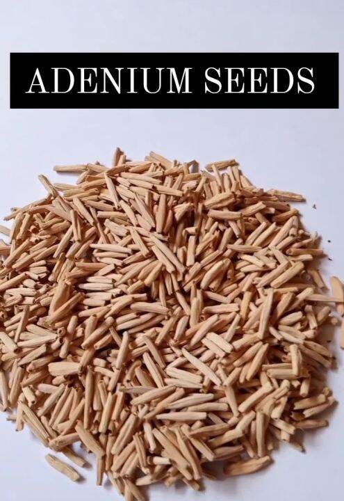 Adenium Seeds Arabian Yellow ADM33"Plant Seeds, "adenium seed" is a ...