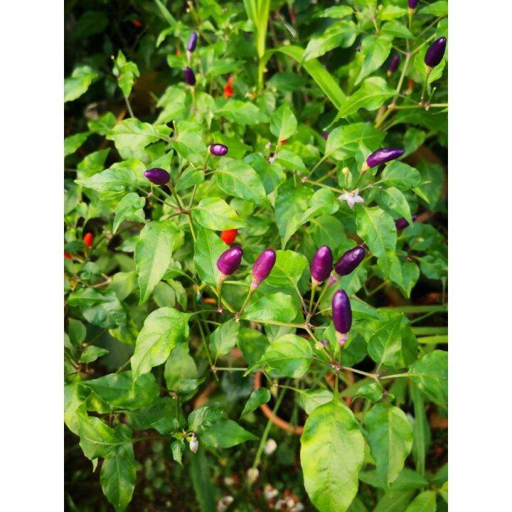 *Special Variety* Thai Purple Chilli Seeds *Organic* (Fr SG) | Lazada ...