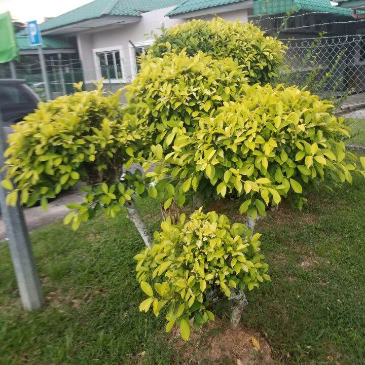 MDC- Golden Ficus / Ficus Retusa live plant sapling / anak pokok sesuai ...