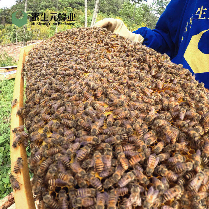 Chinese bee colony sells Aba live high-quality fine varieties of earth ...