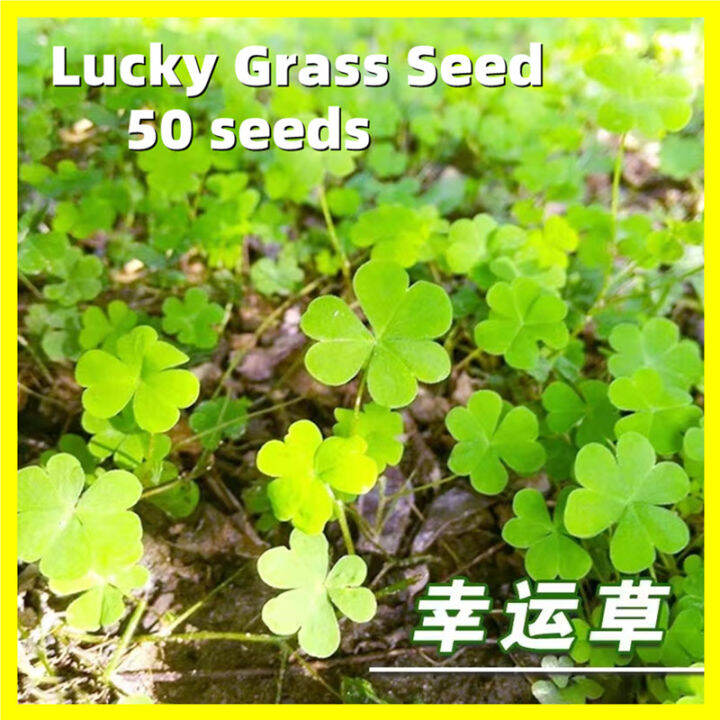 Lucky Grass Seed - 50 Seeds Four Leaf Clover Seeds for Sale 幸运草 Bonsai ...