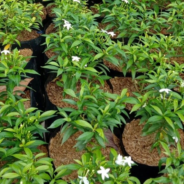 Paket 5 Tanaman hias rembosa mini / Tanaman hias rembosa hijau ...