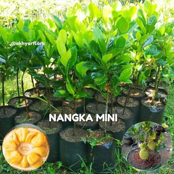 PALING DI CARI Bibit Nangka Mini Tanaman Buah Nangka Mini Pohon Nangka ...
