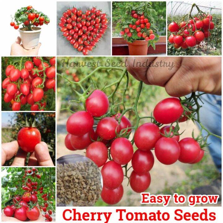benih biji tomat cherry bonsay isi 200 biji Cherry Tomato Seeds for Planting (200 seeds) Bonsai ...