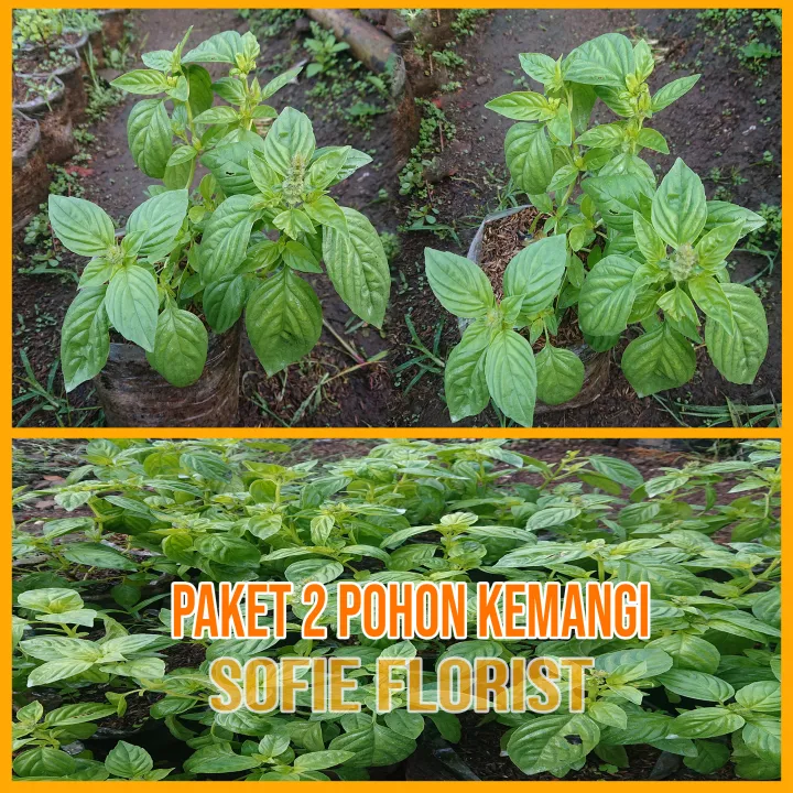 2 Pohon Tanaman Kemangi - Paket 2 Pohon Surawung Tinggal Tanam | Lazada ...