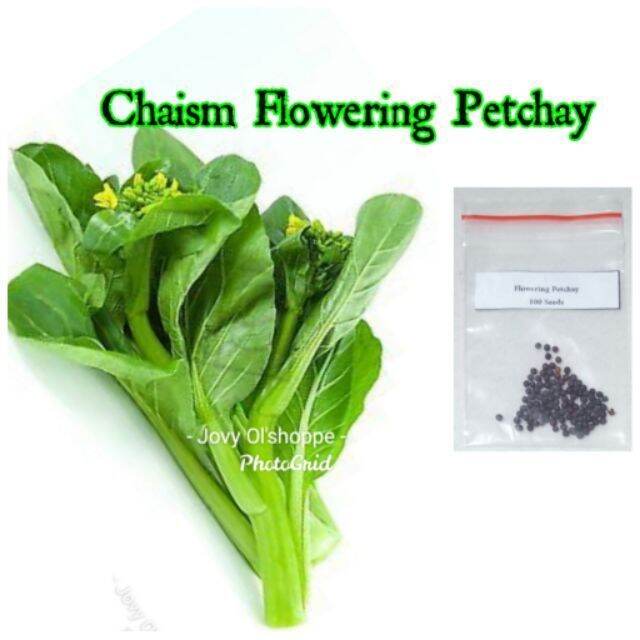 Chaism Flowering Petchay 100 seeds | Lazada PH