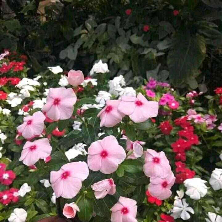 vingka bunga ping | Lazada Indonesia