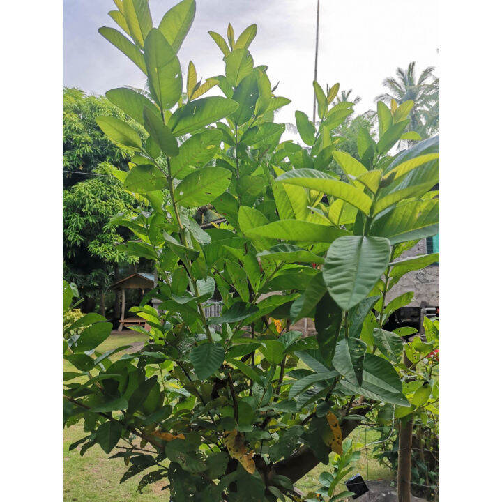 Dahon ng Bayabas /Fresh Guava/Bayabas Leaves / 50pcs for 15Php | Lazada PH