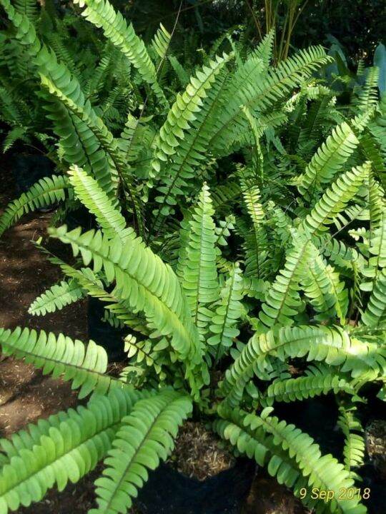 Tanaman Hias Pakis Kelabang - Nephrolepis | Lazada Indonesia
