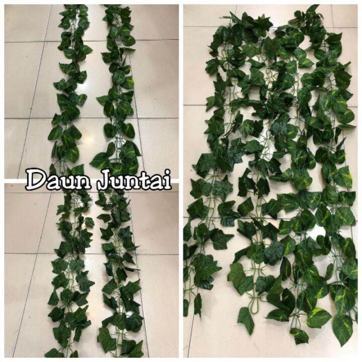 Daun Juntai Viral (2 Jenis Daun) | Lazada