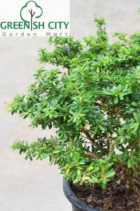 GNC - Desmodium Unifoliatum Blue Bell 'Linh Sam' Bonsai Live Plant ...