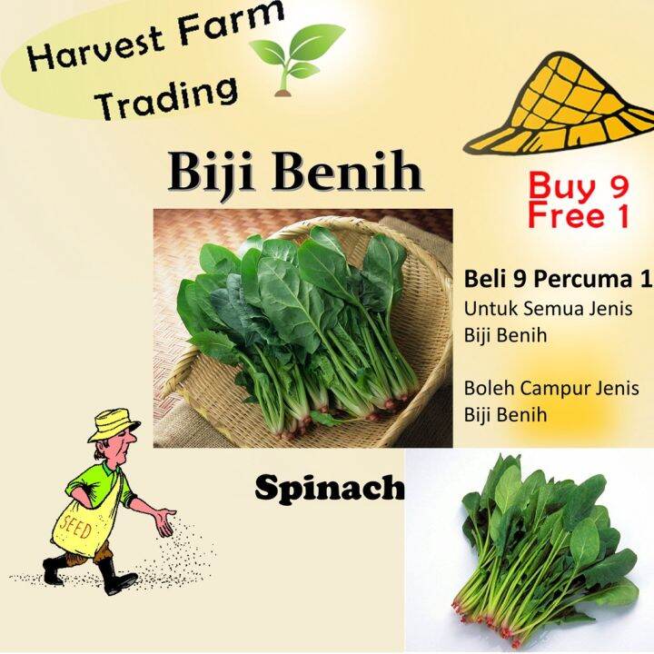300Pcs +- Benih Spinach / 菠菜种子 Spinach seed vegetable seed benih sayur ...