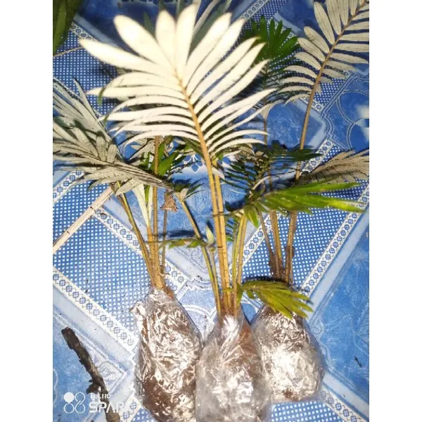 Rattan Dwarf Chinese Palmera (uprooted)(It's a seed, not a plant ...