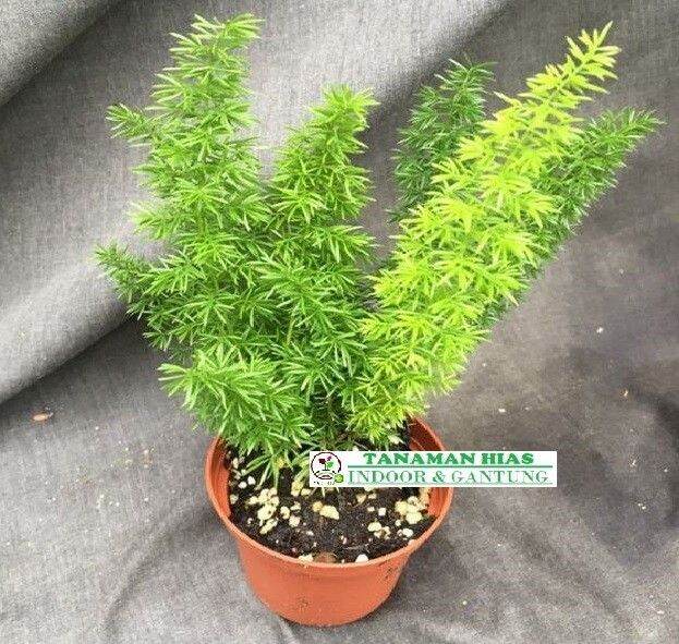 Tanaman Hias Hidup Daun Asli Ekor Tupai Asparagus Meyeri Tanaman Hias ...