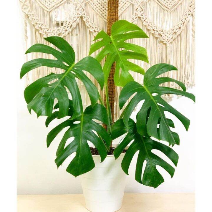Monstera King Deliciosa / Monster king | Lazada Indonesia