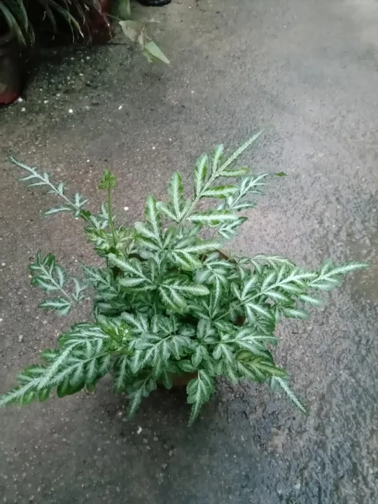 Pteris Ensiformis ‘Evergemiensis’ Silver Lace Fern 白羽凤尾蕨 pokok hidup ...