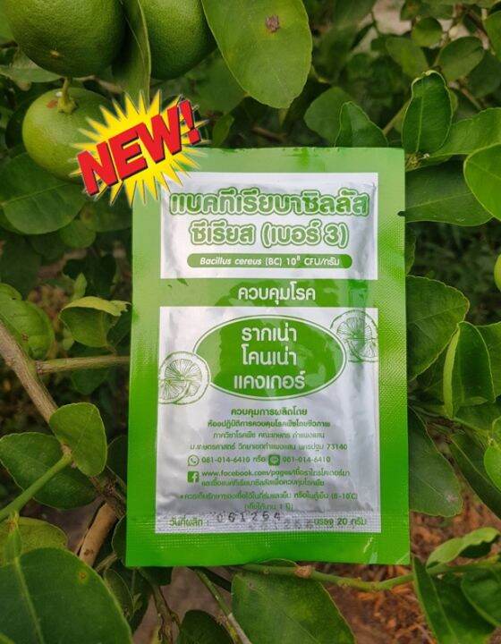 แบคทีเรียบาซิลลัส(Bacillus) เบอร์ 3 แท้ ม.เกษตร ควบคุมโรค รากเน่า โคน ...