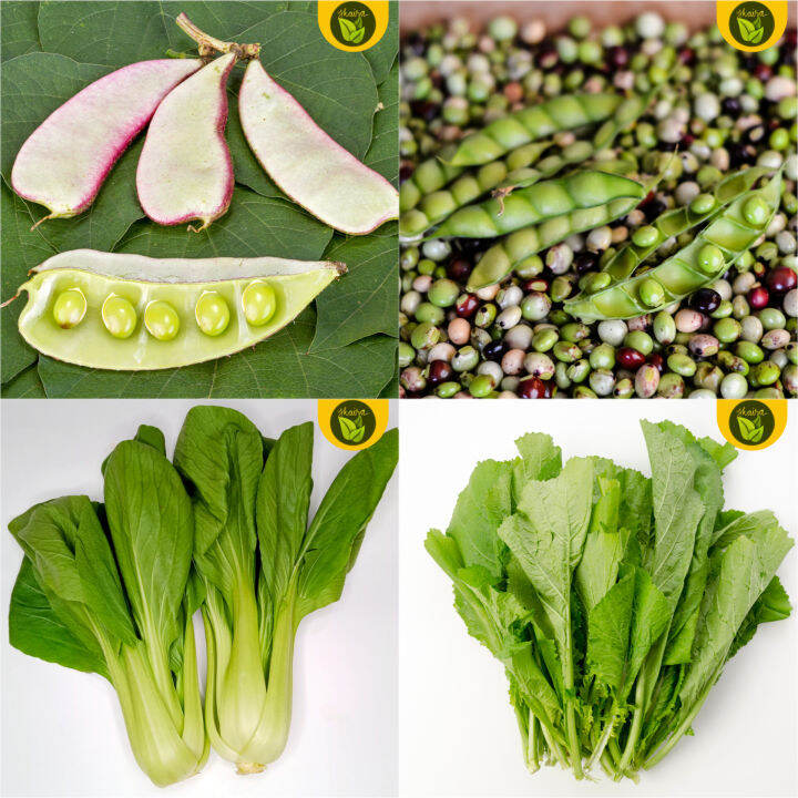 All in! 4 in 1 High Quality Vegetable Seeds: Pechay Mustasa Bataw ...