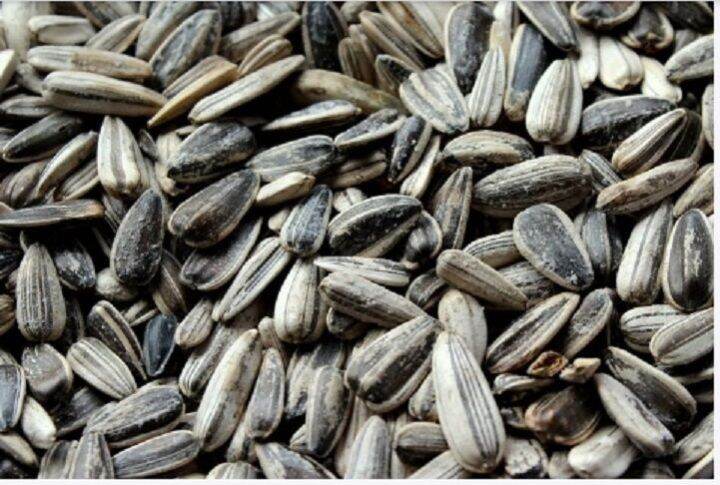 KUACI BUNGA MATAHARI 500G | Lazada