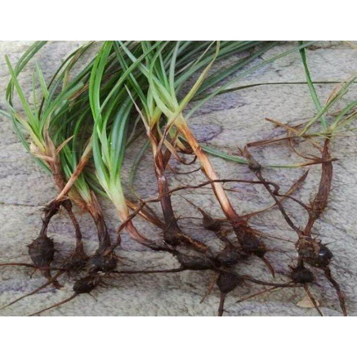 Rimpang Rumput Teki Fresh 200gram | Lazada Indonesia