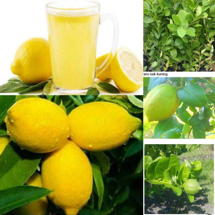 POKOK LEMON HYBRID | Lazada